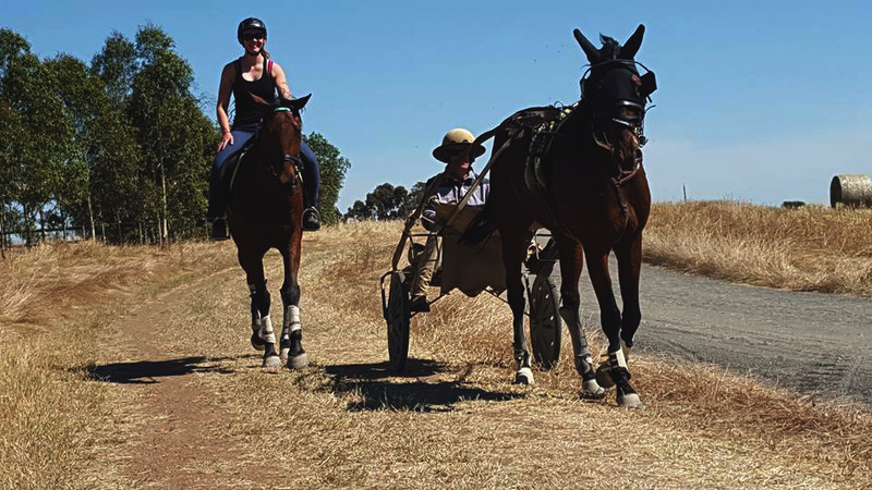 Peter Horobin Saddlery StrideFree Saddles