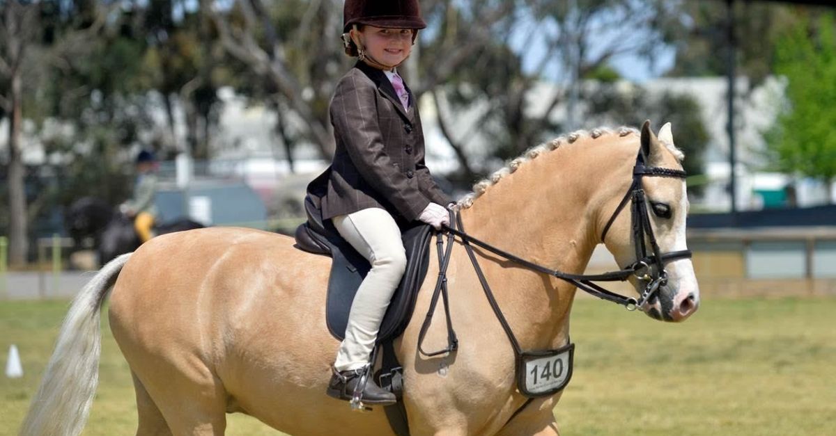The Benefits of the PH Pony Show Saddle - Peter Horobin Saddlery