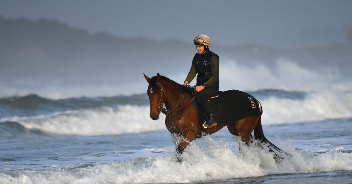 THOROUGHBRED BACK HEALTH - Peter Horobin Saddlery